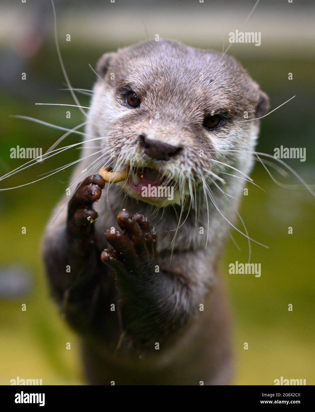 08 July 2021, Saxony, Dresden: The dwarf otter lady Ferrett eats a worm ...
