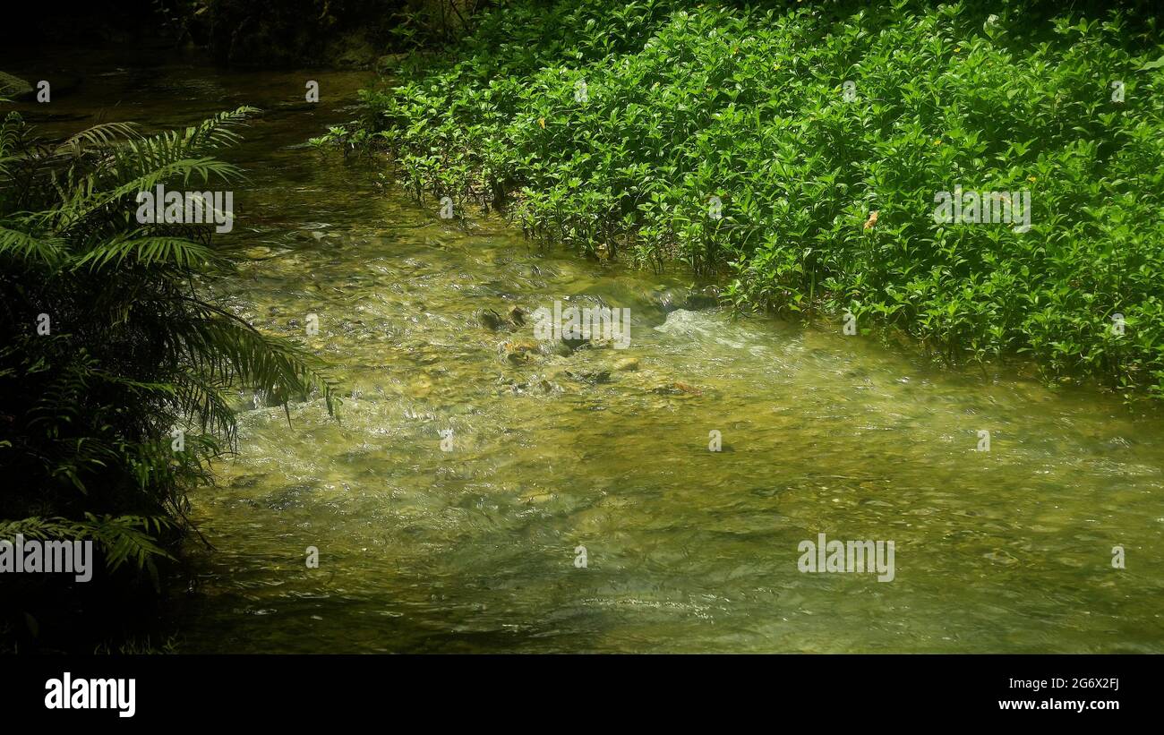 River in the mountain jungle covered with green trees. River in a ...