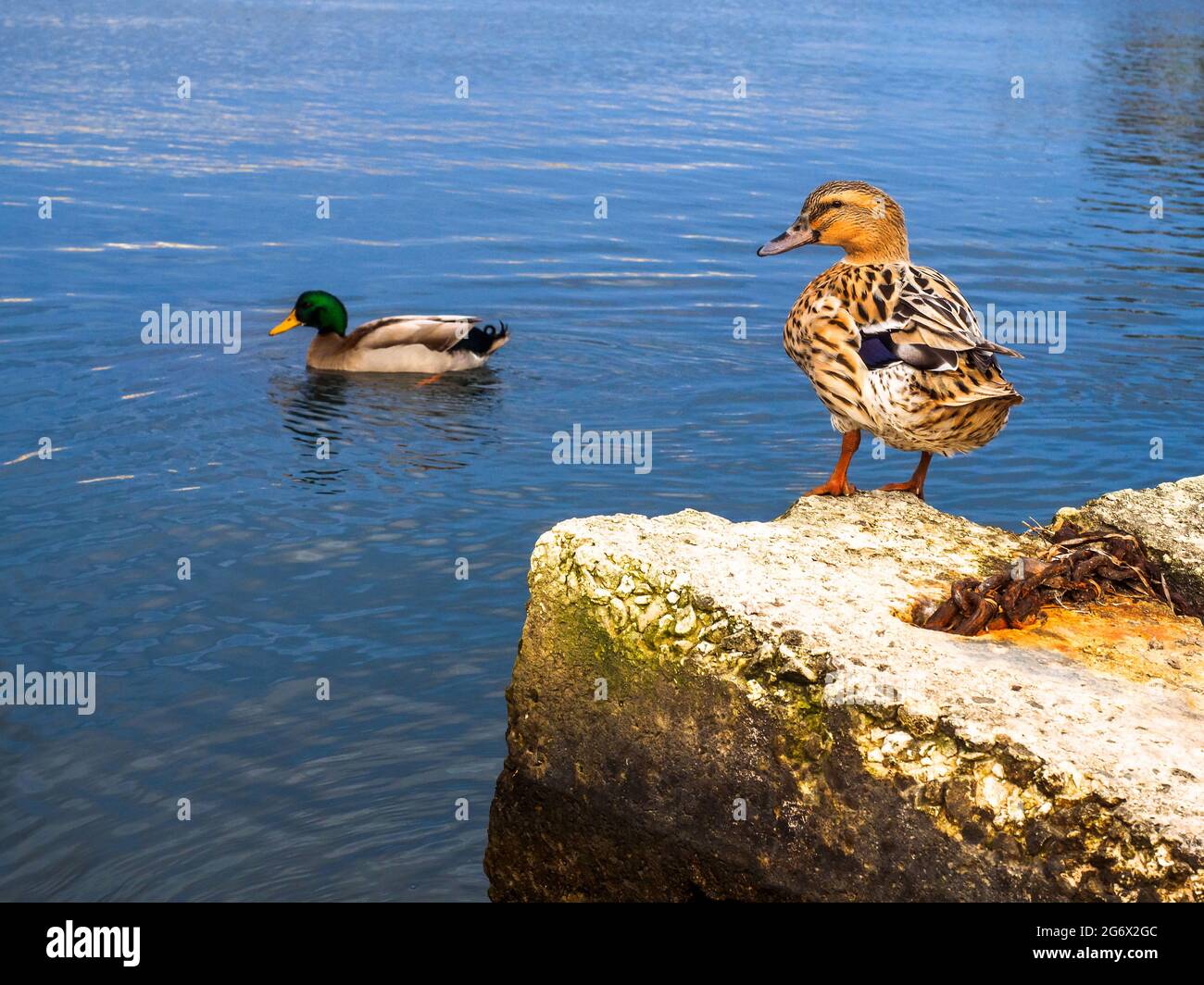 Female and male Mallard ducks - Marsaskala, Malta Stock Photo - Alamy