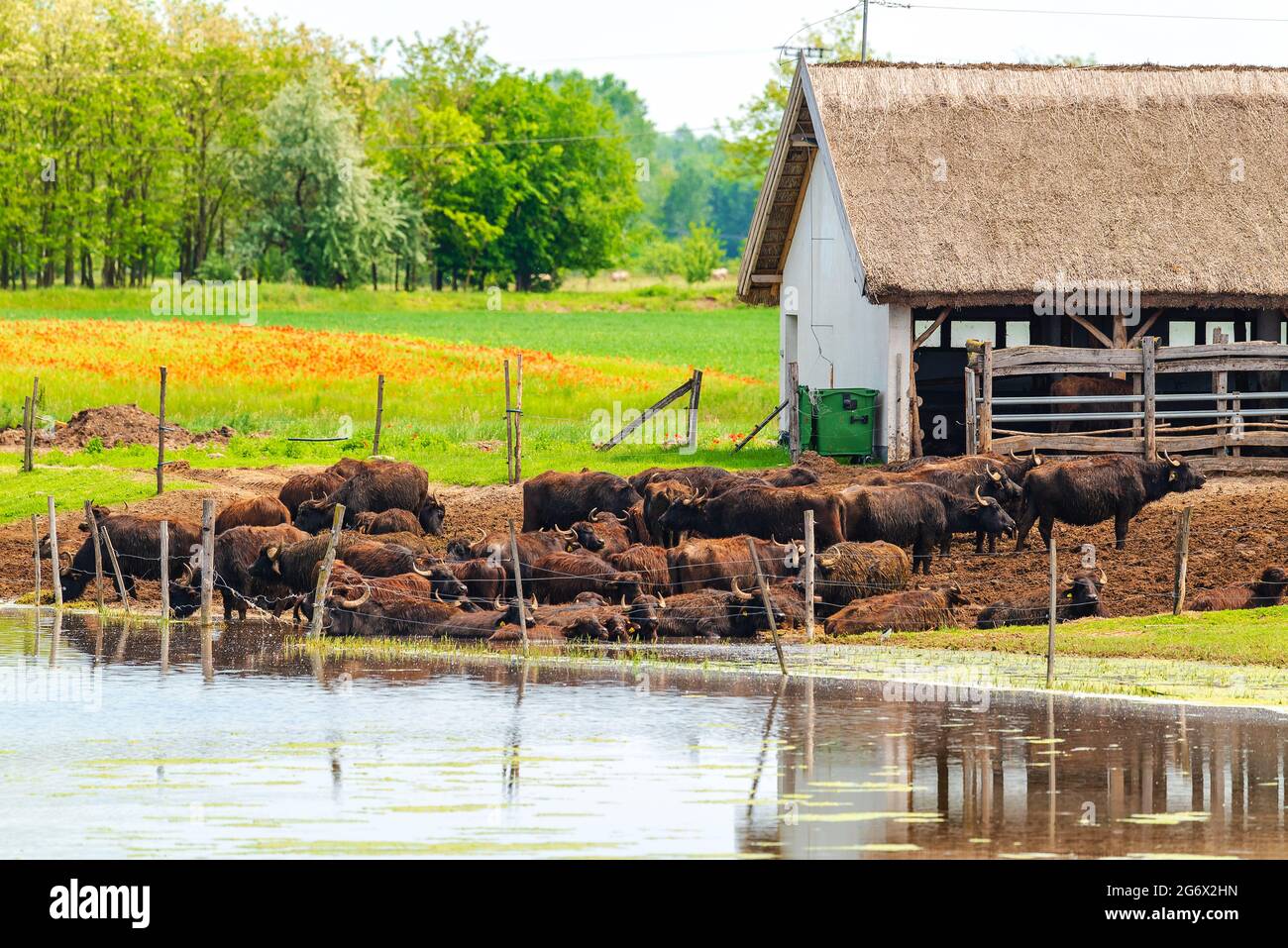 Big hungarian lowland hi-res stock photography and images - Alamy