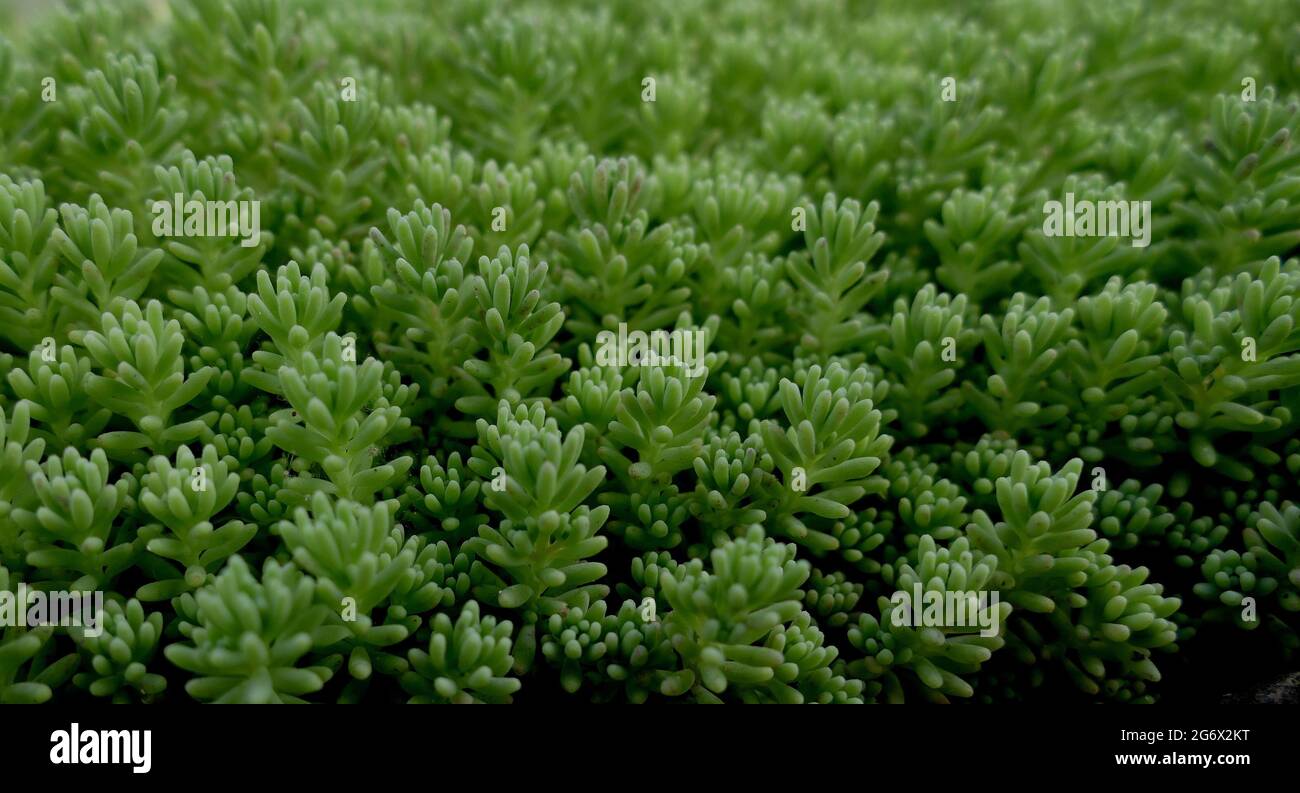 Succulent Groundcovers Closeup Side View Stock Photo - Alamy