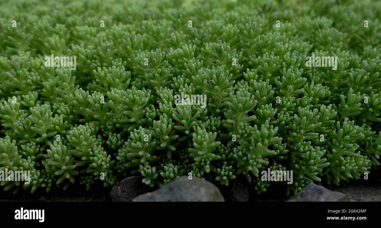 Ground cover plants hi-res stock photography and images - Alamy