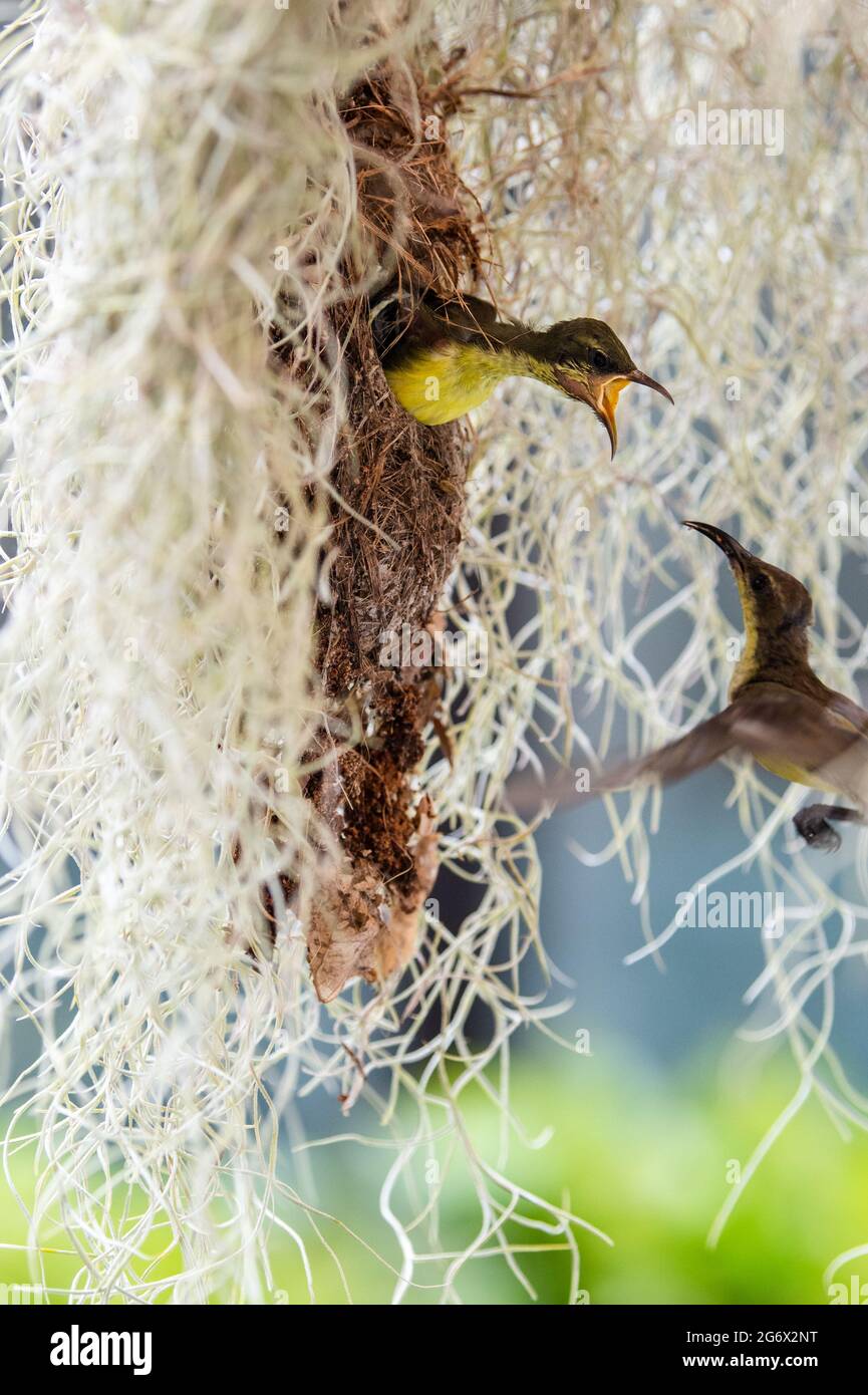 Olive-backed sunbird feeding its babies Stock Photo - Alamy