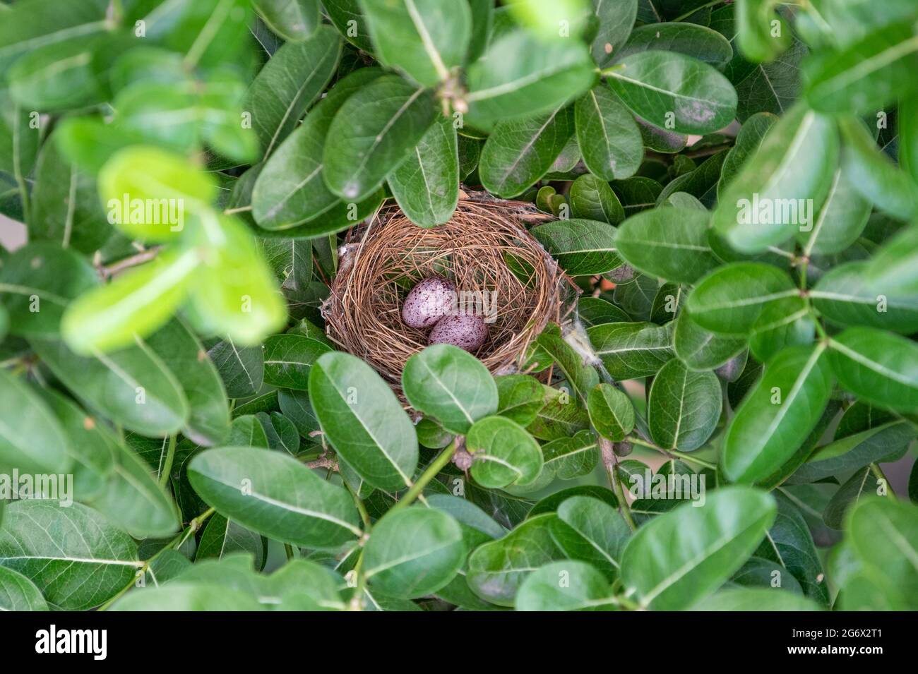 Two eggs of Streak-eared Bulbul birds nestled in the bush Stock Photo ...