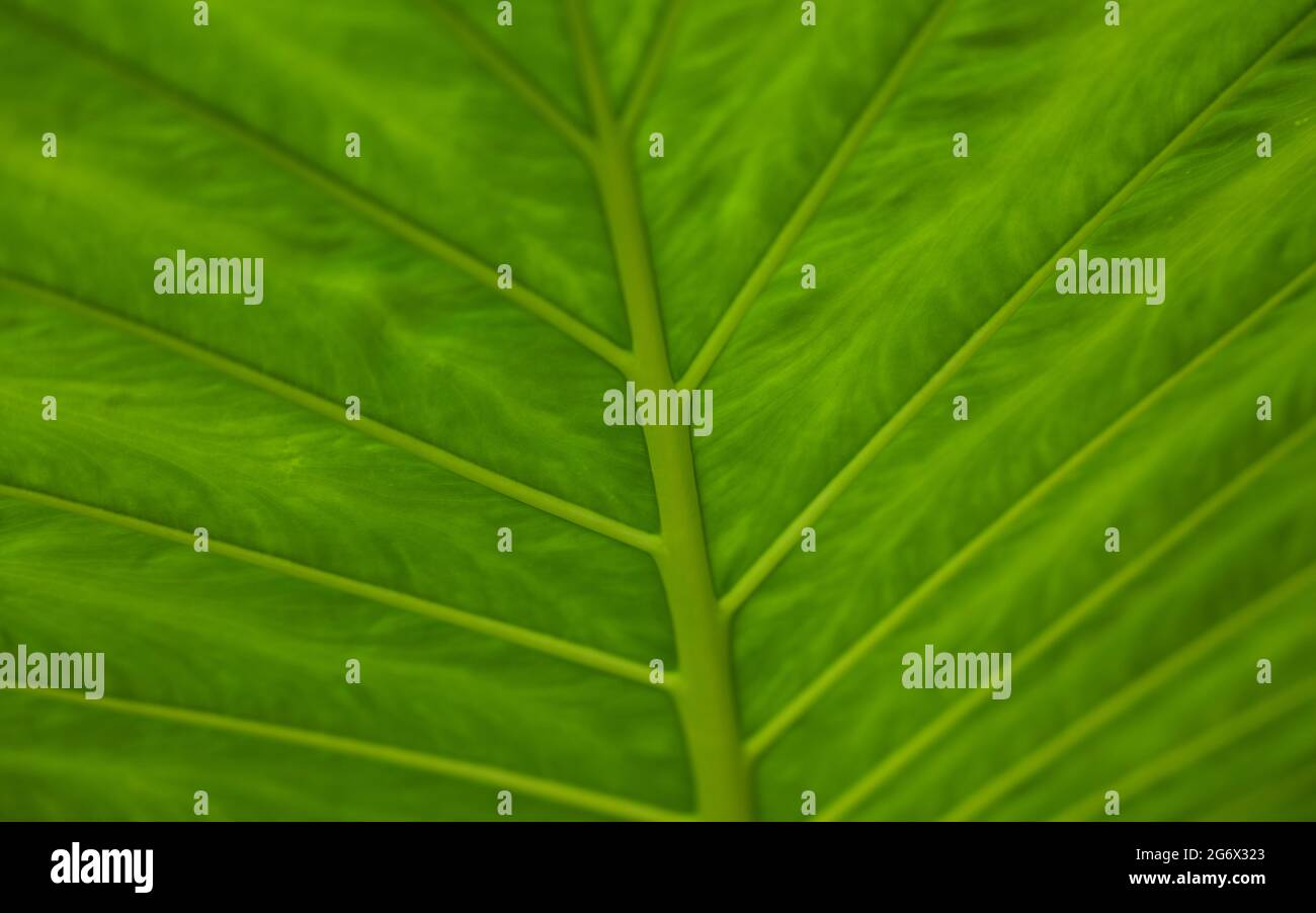 Green tropical leaf hi-res stock photography and images - Alamy