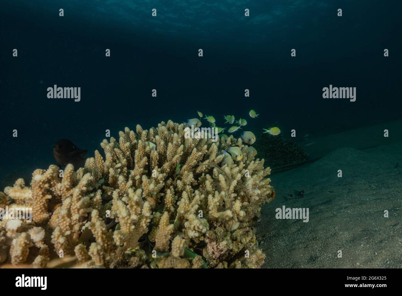 Coral reef and water plants in the Red Sea, Eilat Israel Stock Photo ...