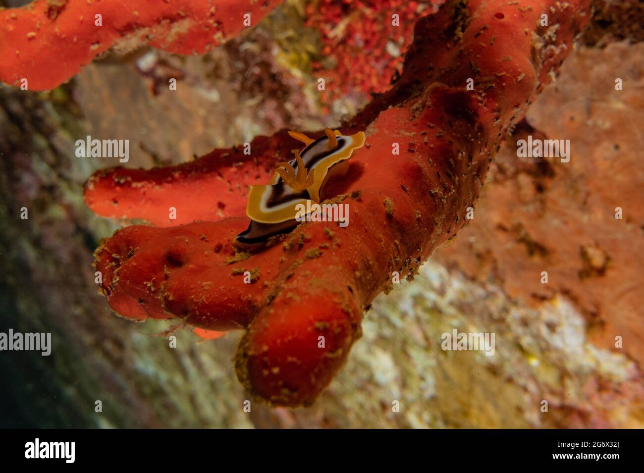Coral reef and water plants in the Red Sea, Eilat Israel Stock Photo ...
