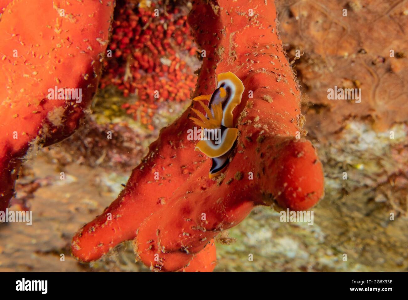 Coral reef and water plants in the Red Sea, Eilat Israel Stock Photo ...