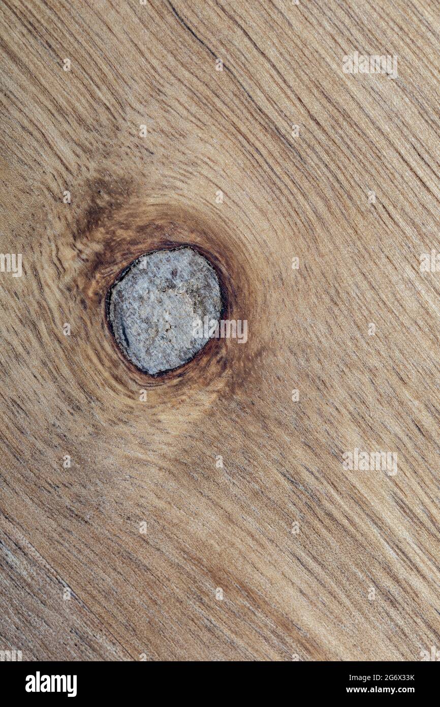 Acacia wood texture close-up. Rustic look with veins, knots and copy ...