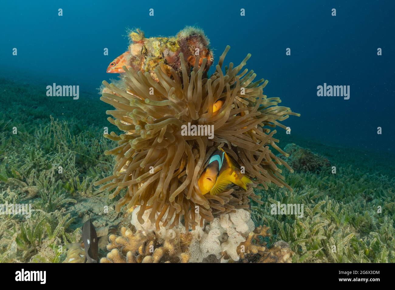 Coral reef and water plants in the Red Sea, Eilat Israel Stock Photo ...