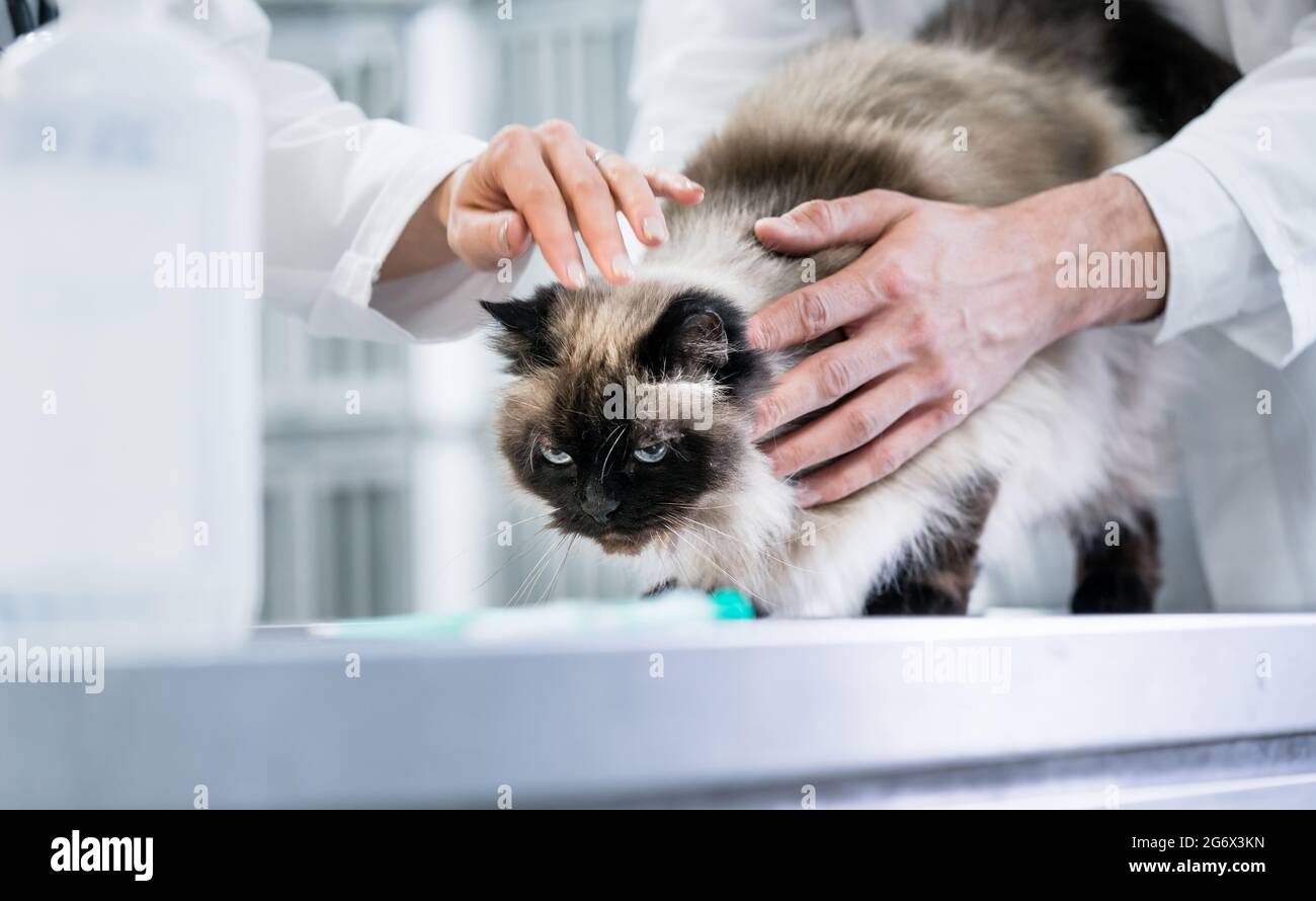 Animal doctor veterinarians examining cat in ICU of animal clinic Stock ...