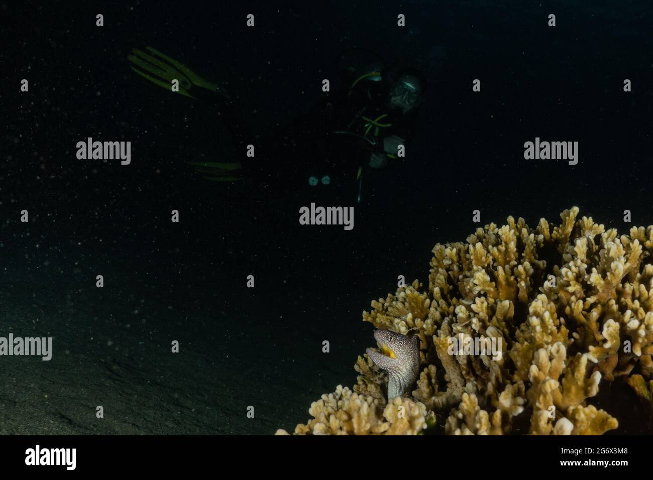Coral reef and water plants in the Red Sea, Eilat Israel Stock Photo ...