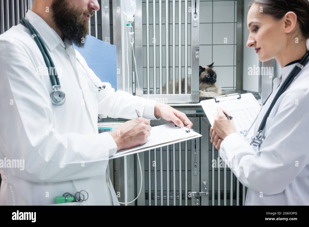 Vet doctors on visit round in ICU of veterinarian clinic Stock Photo ...