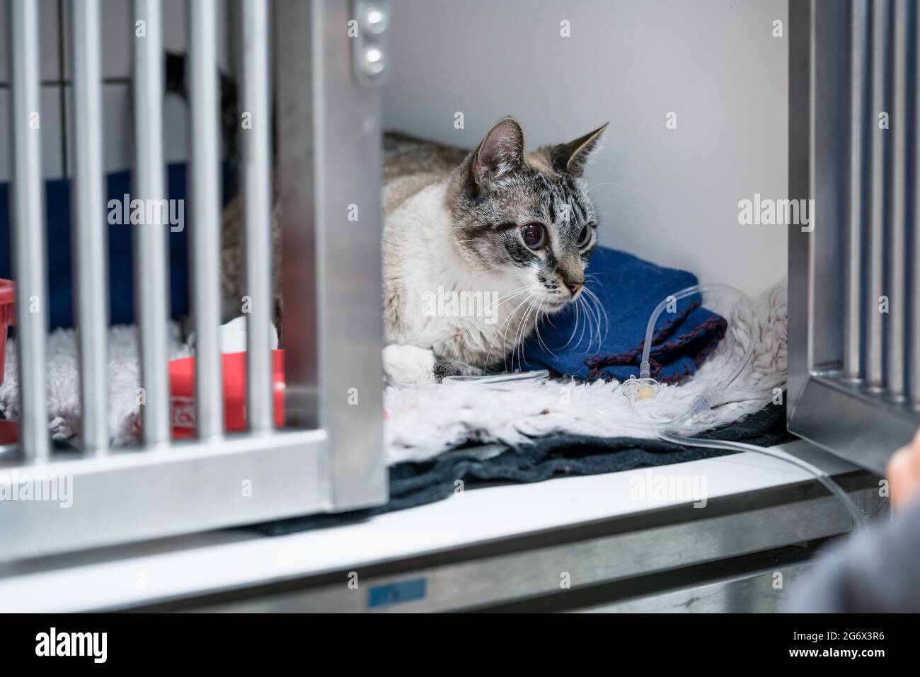 Cat in cage of ICU in veterinarian animal clinic on the drip in cage ...