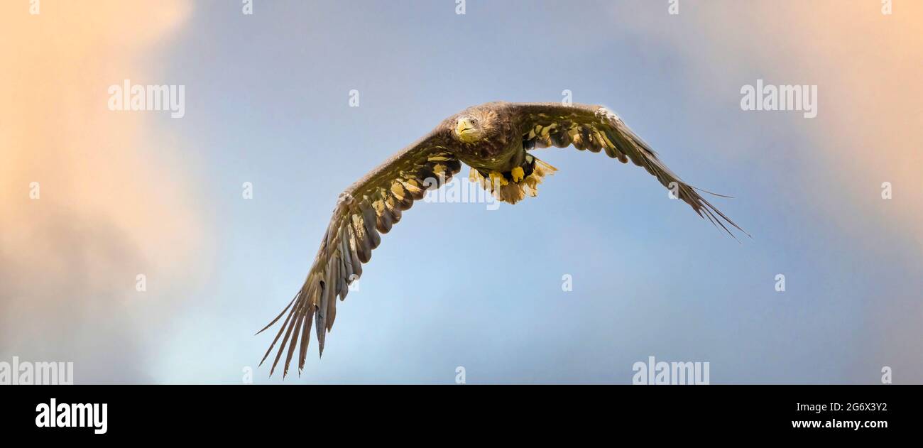 European sea eagle flying in an impressive orange blue sky. Bird of ...