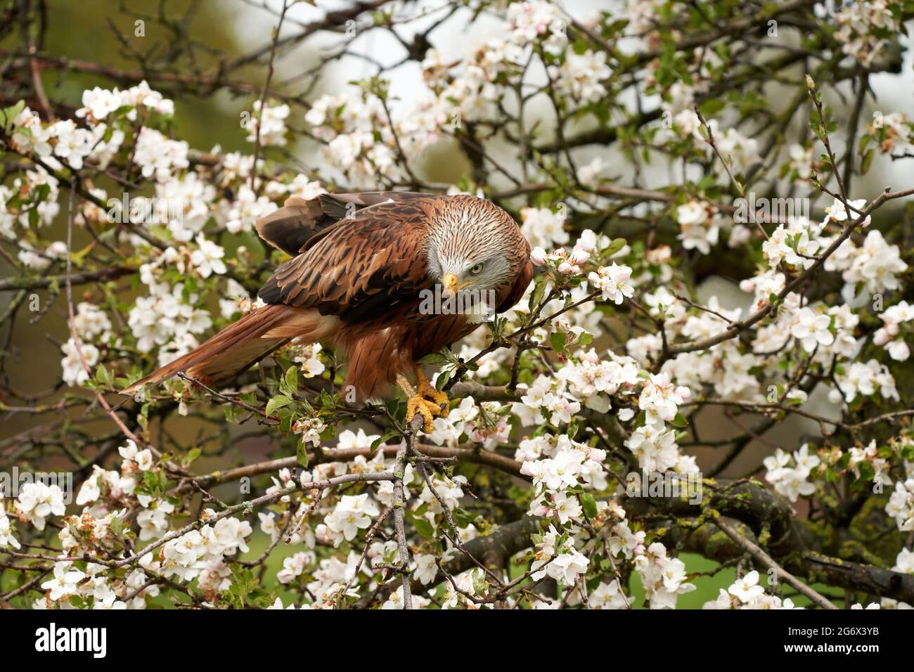 Predatory birds kites hi-res stock photography and images - Alamy