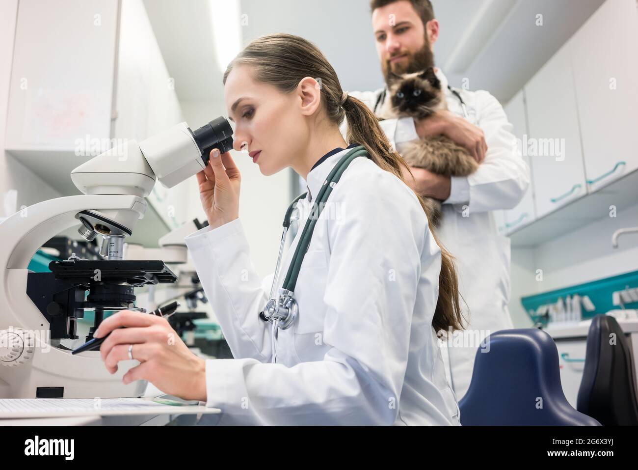 Veterinarian doctors analyzing blood samples of cat in laboratory under ...