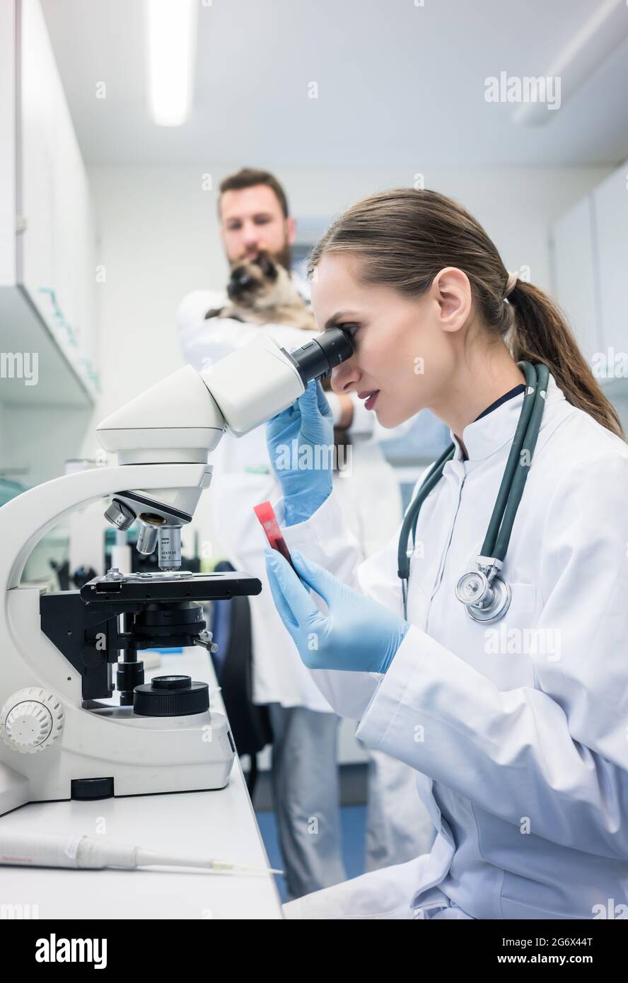 Lab assistant and veterinarian examining tissues sample from a cat ...