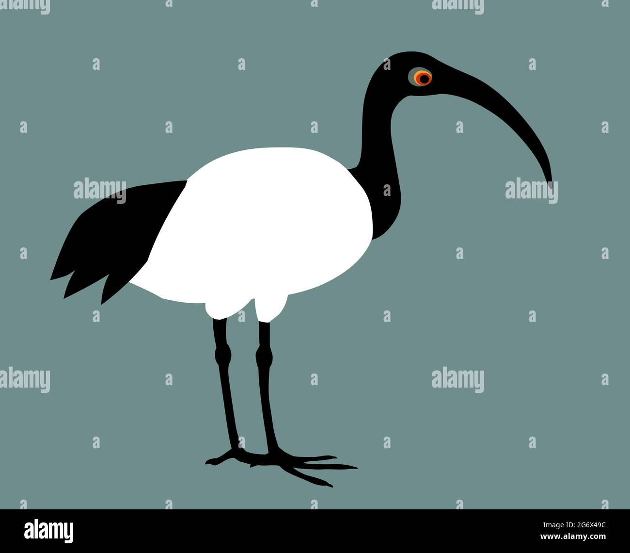Sacred ibis, bird illustration Stock Photo - Alamy