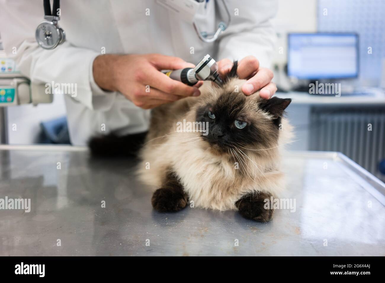 Checking domestic cat hi-res stock photography and images - Alamy
