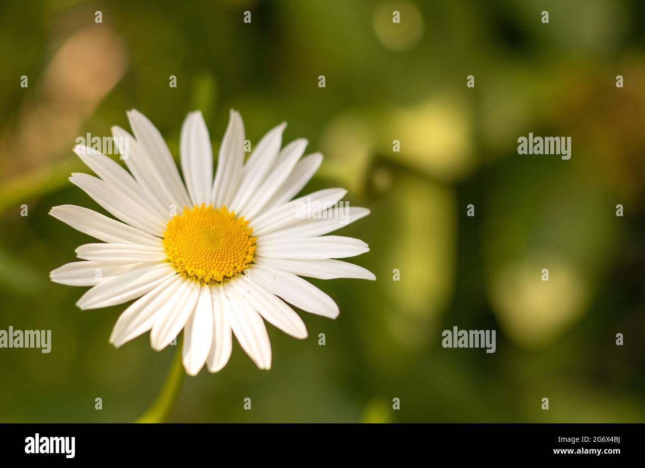 White Daisy flowr on the blurred greenery background with space for ...