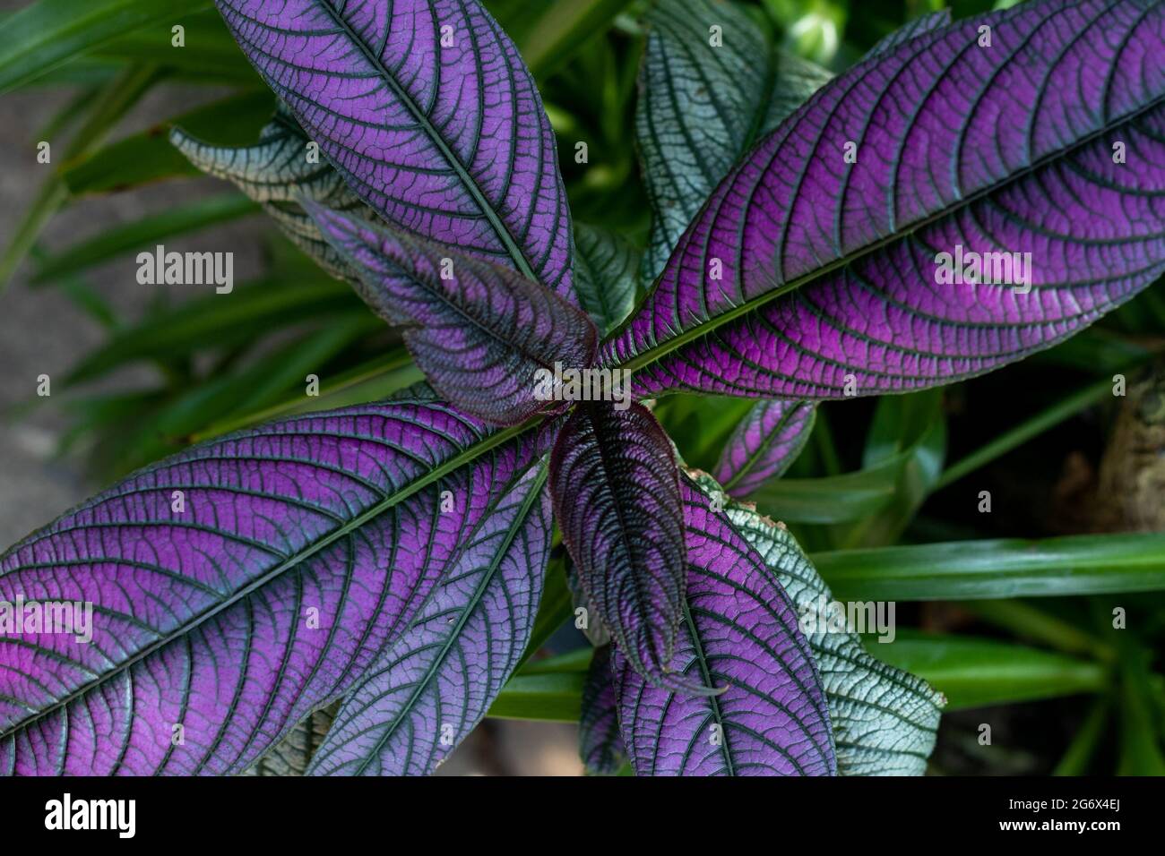 Shimmering Persian Shield leaves. Strobilanthes auriculatus Nees Stock ...