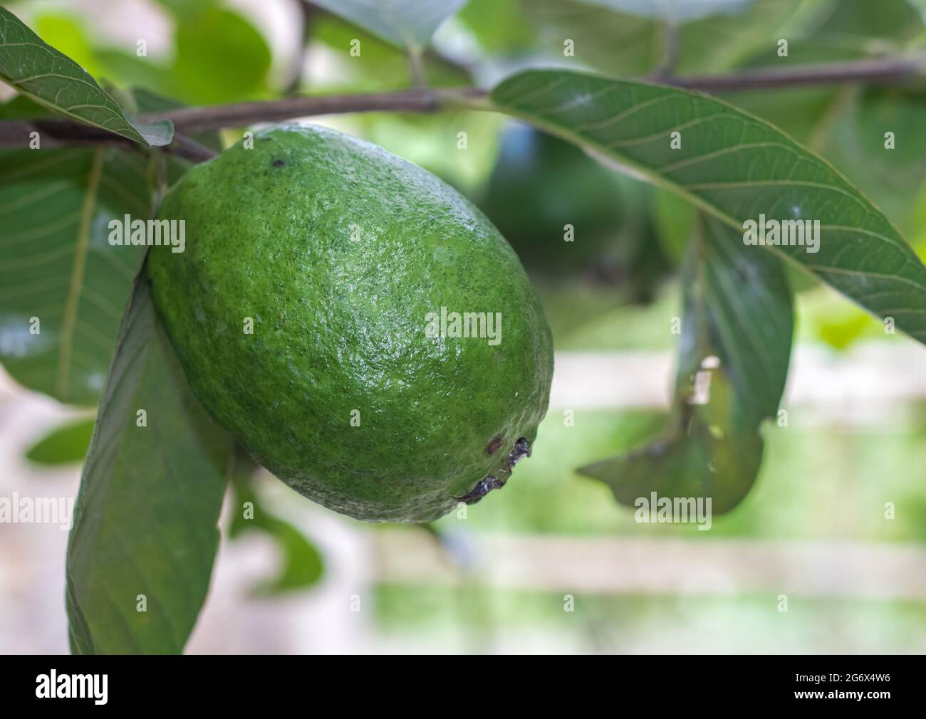 Big guava hi-res stock photography and images - Alamy