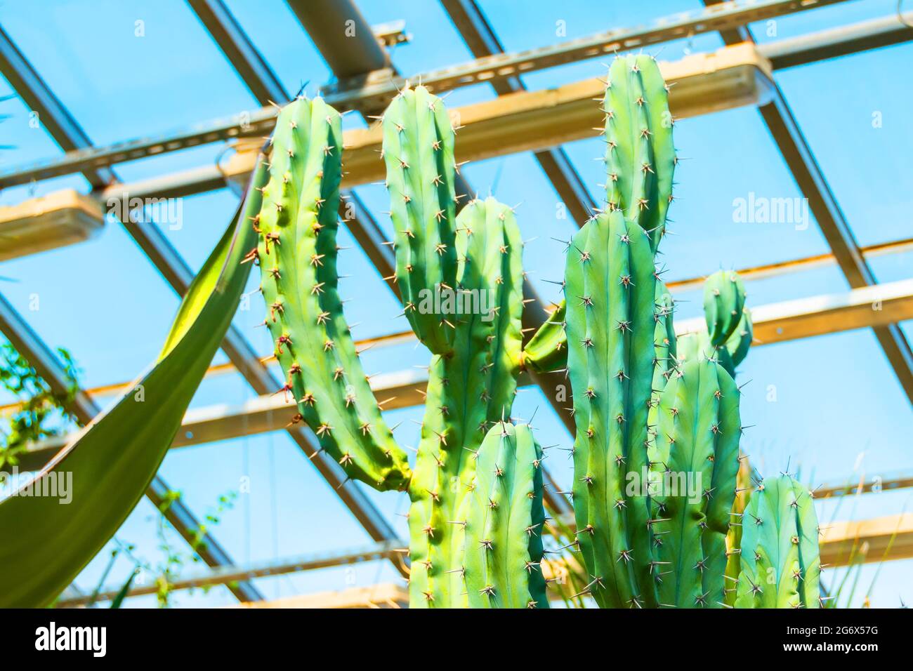 Cochal cactus Myrtillocactus from California west coast Stock Photo - Alamy