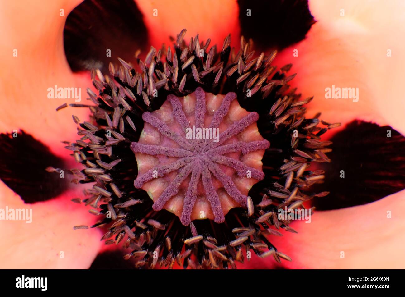 Pink Poppy Princess Victoria Louise Papaver oriental, dark seed head ...
