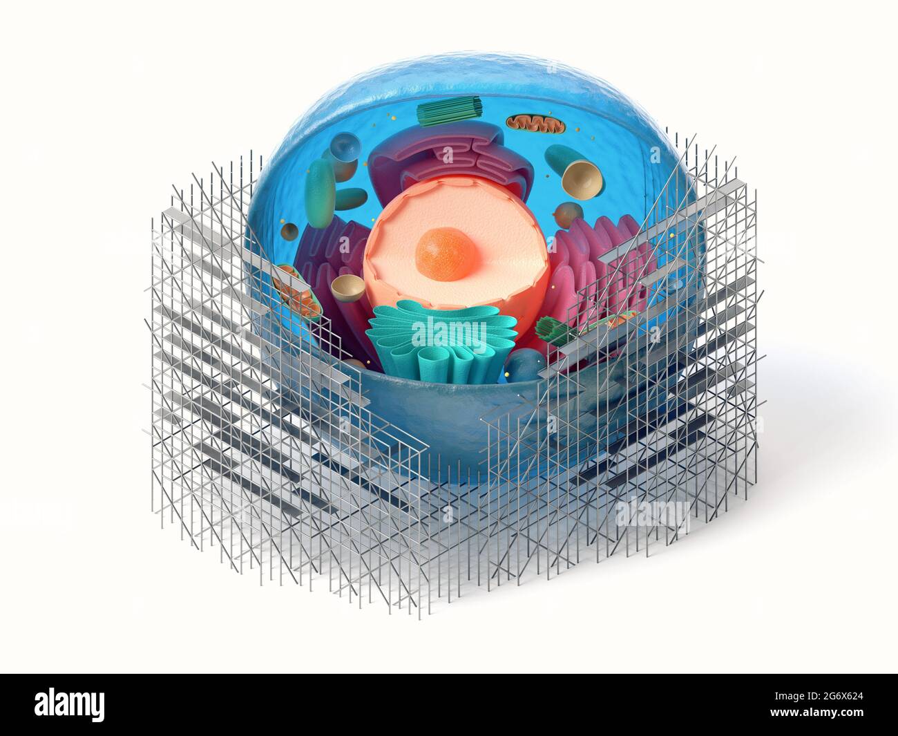 3d rendering of animal cell cross section with scaffoldings isolated on ...