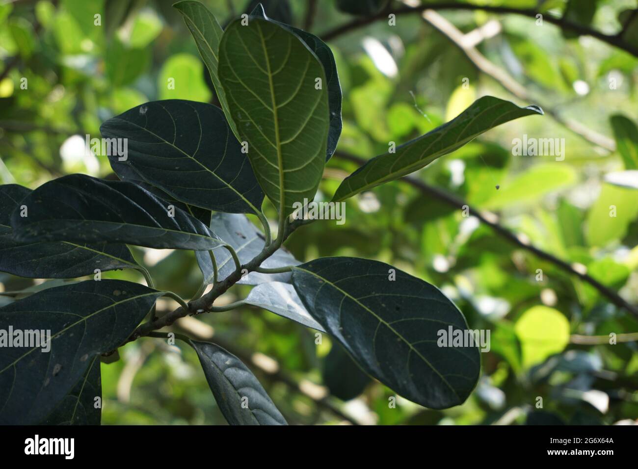 Jack fruit leaves hanging on the tree. The jack fruit (also known as ...
