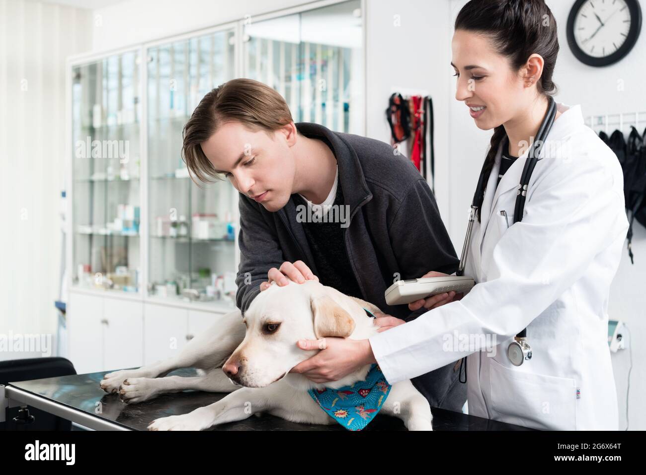Young female veterinarian examining dog in hospital Stock Photo - Alamy