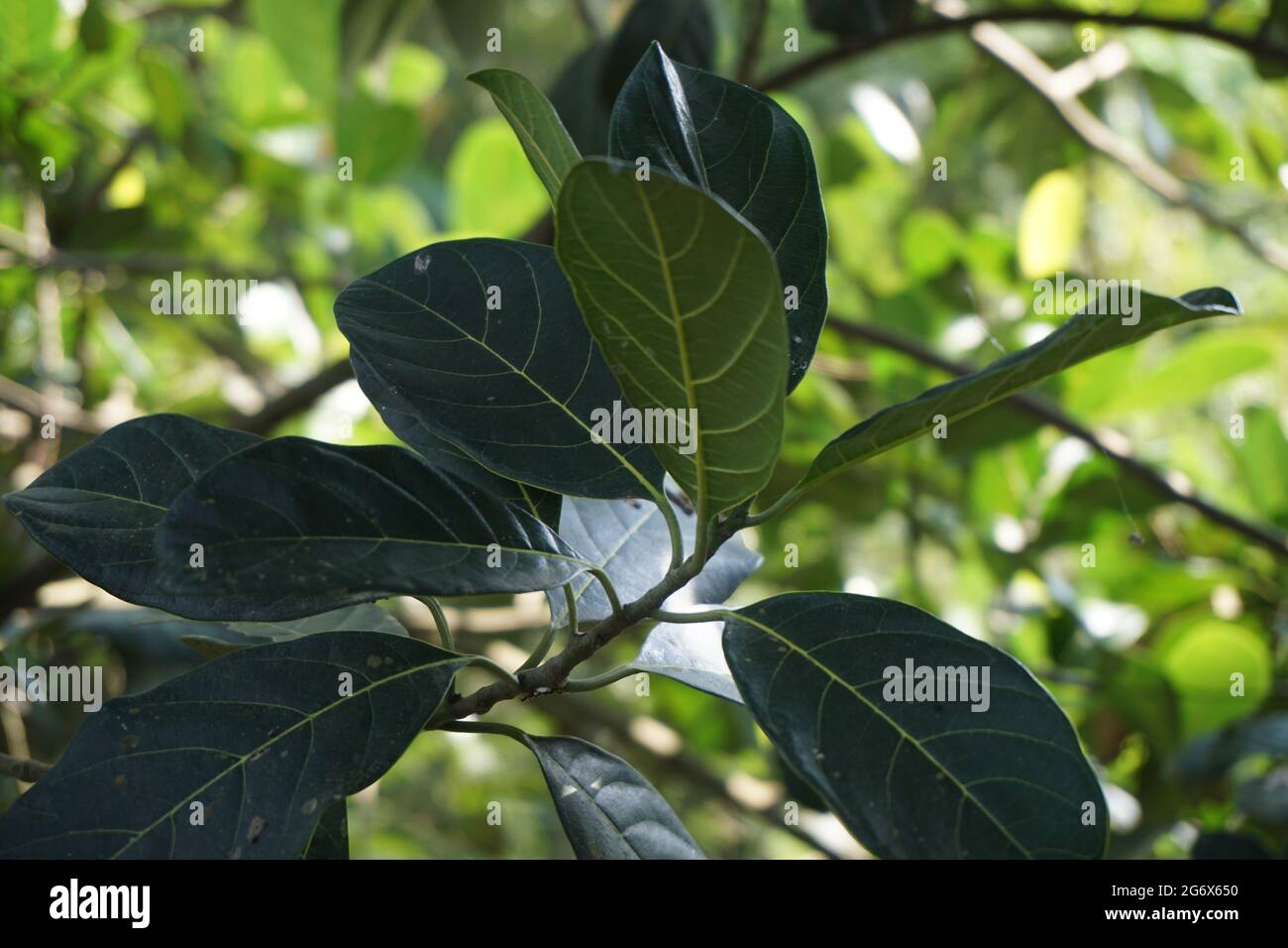 Jack fruit leaves hanging on the tree. The jack fruit (also known as ...