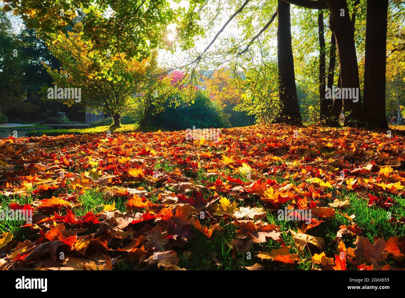Golden autumn fall October in famous Munich relax place - Englishgarten ...