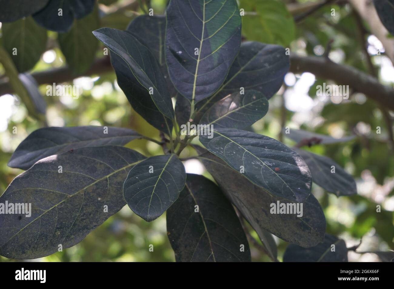 Jack fruit leaves hanging on the tree. The jack fruit (also known as ...