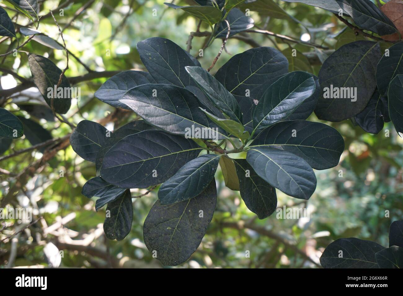 Jack fruit leaves hanging on the tree. The jack fruit (also known as ...