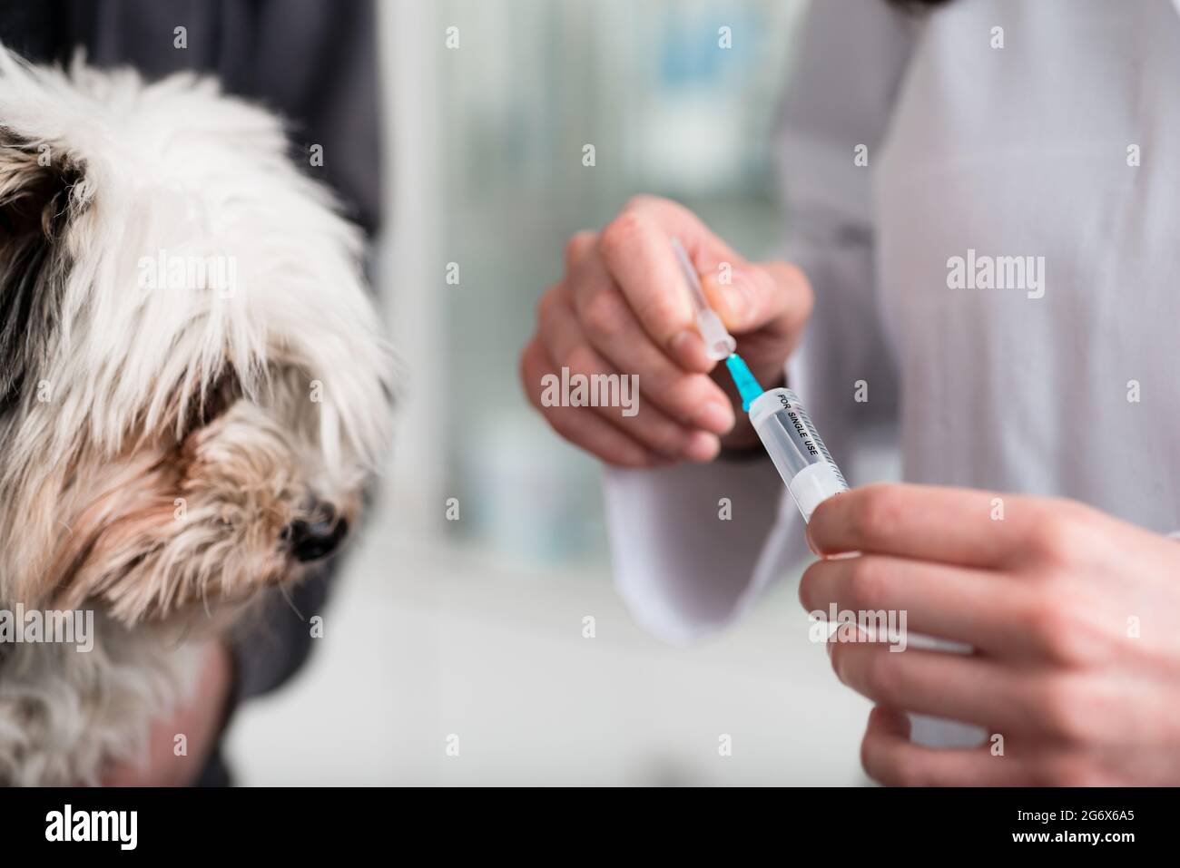 Close up dog injection hi-res stock photography and images - Alamy