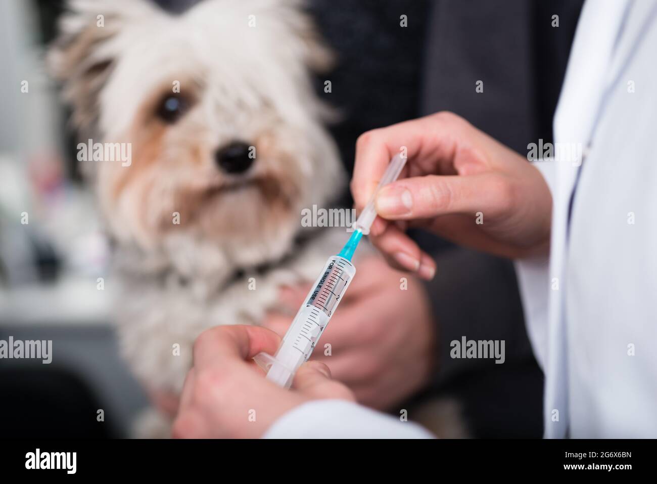 Female veterinarian holding injection in front of a small puppy Stock ...