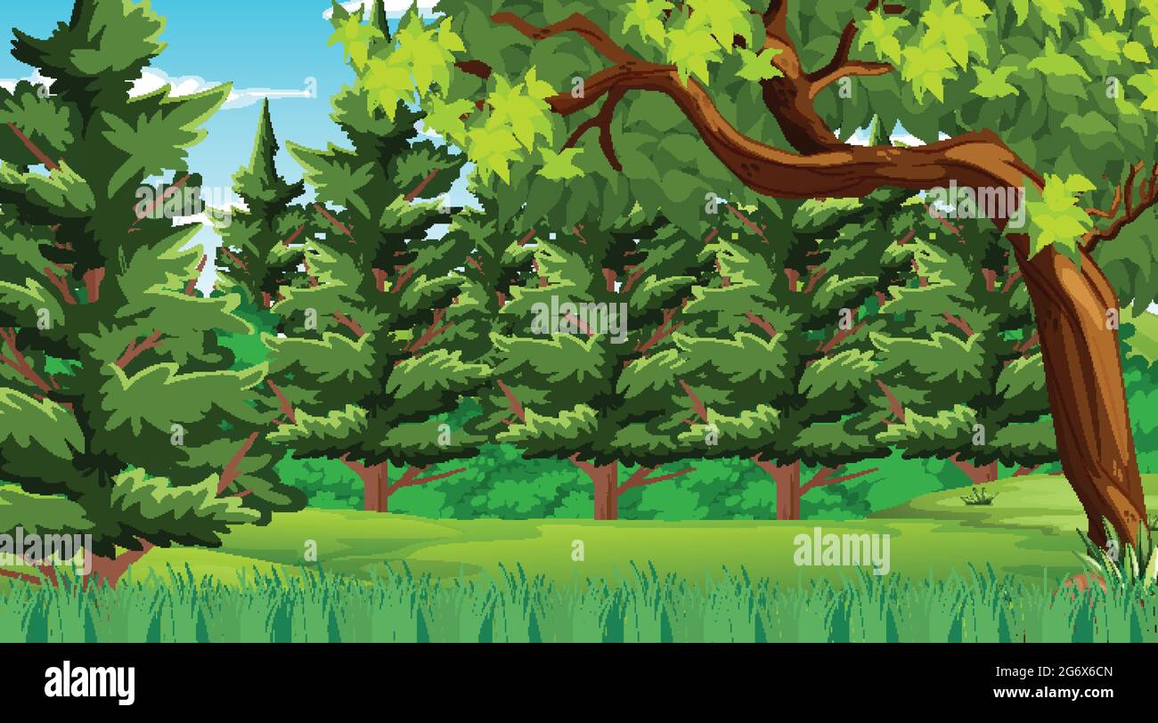 Forest scene with various forest trees and many pine trees illustration ...