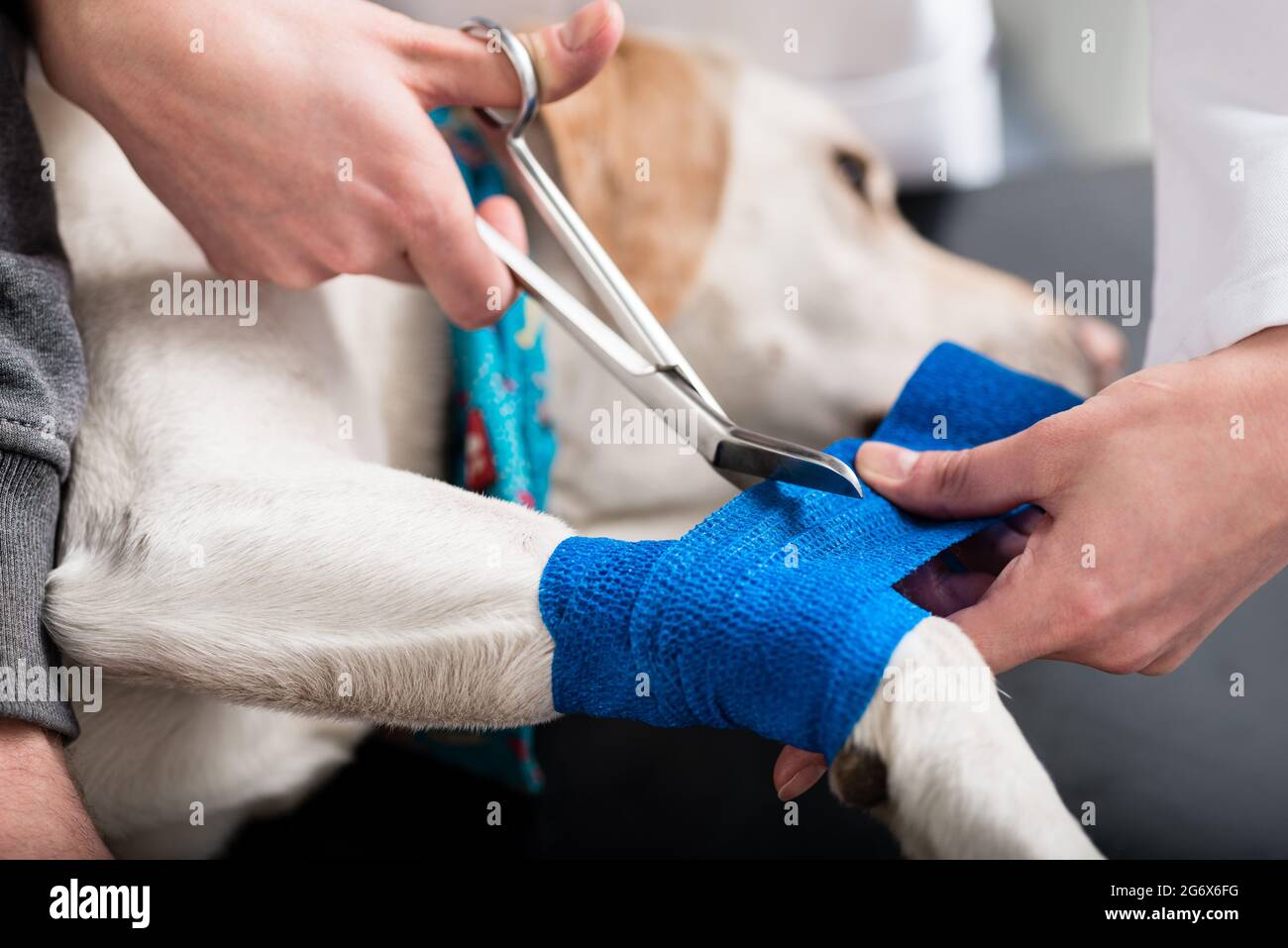 Taking care of the dog hi-res stock photography and images - Alamy