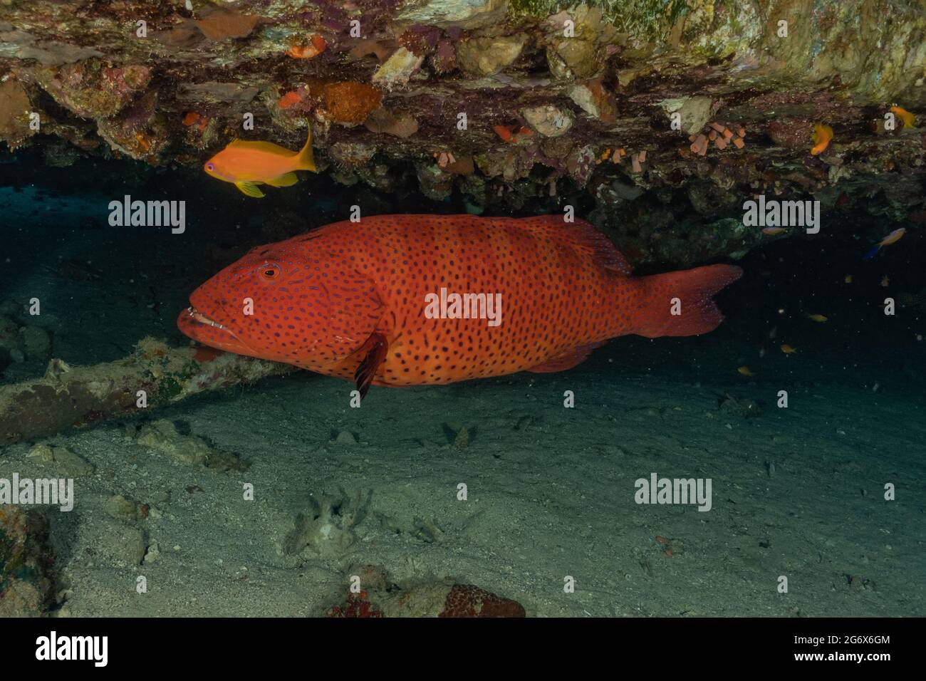Fish swim in the Red Sea, colorful fish, Eilat Israel Stock Photo - Alamy