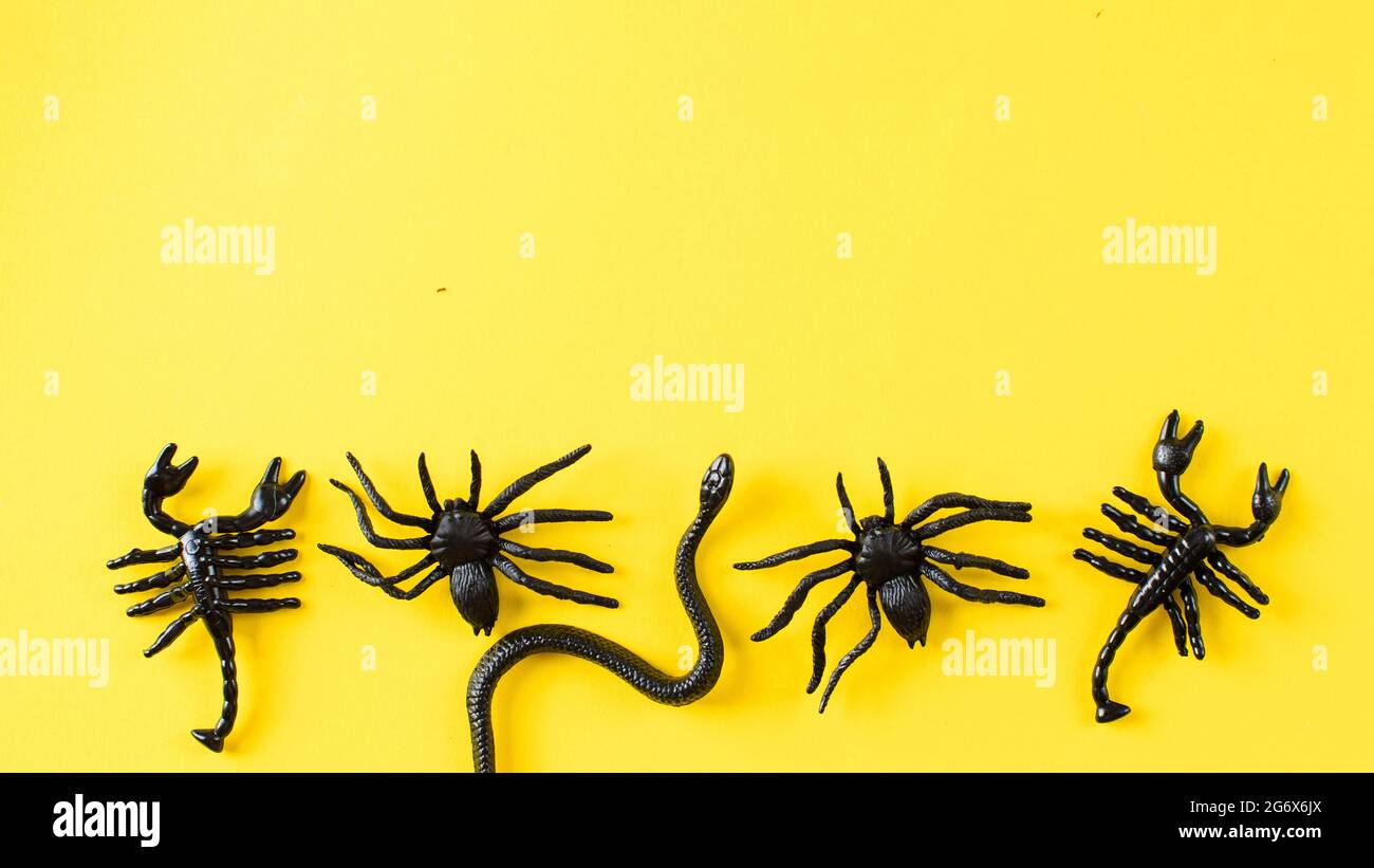 Halloween background with spiders and snakes. Flat layt, top view. Copy ...