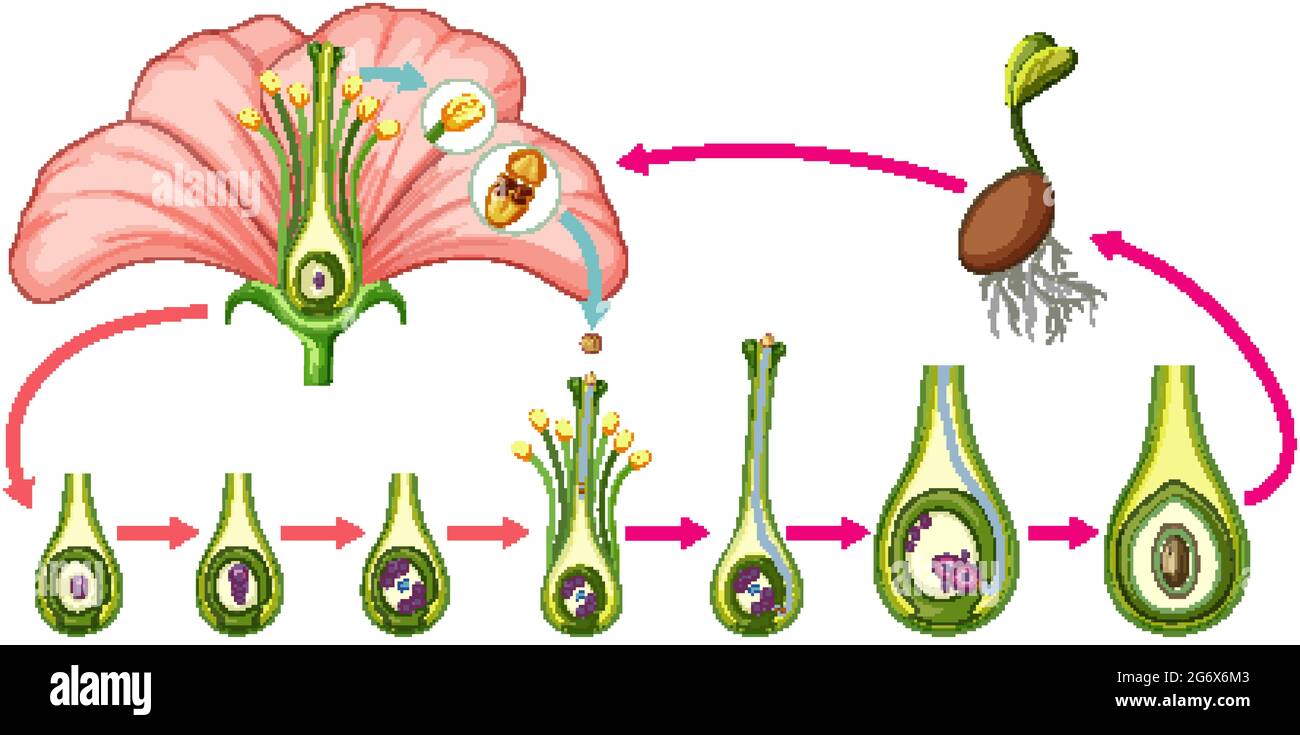 Diagram showing parts of flower illustration Stock Vector Image & Art ...