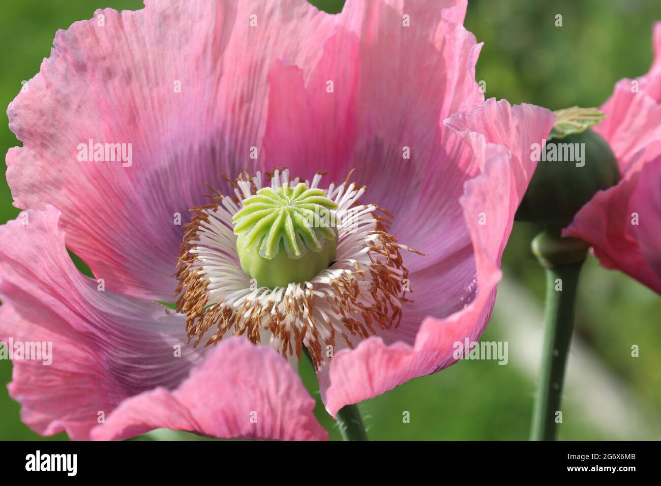 Mohnblume hi-res stock photography and images - Alamy