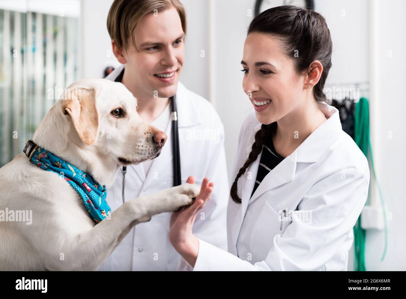 Dog giving handshake to a smiling doctor in clinic Stock Photo - Alamy