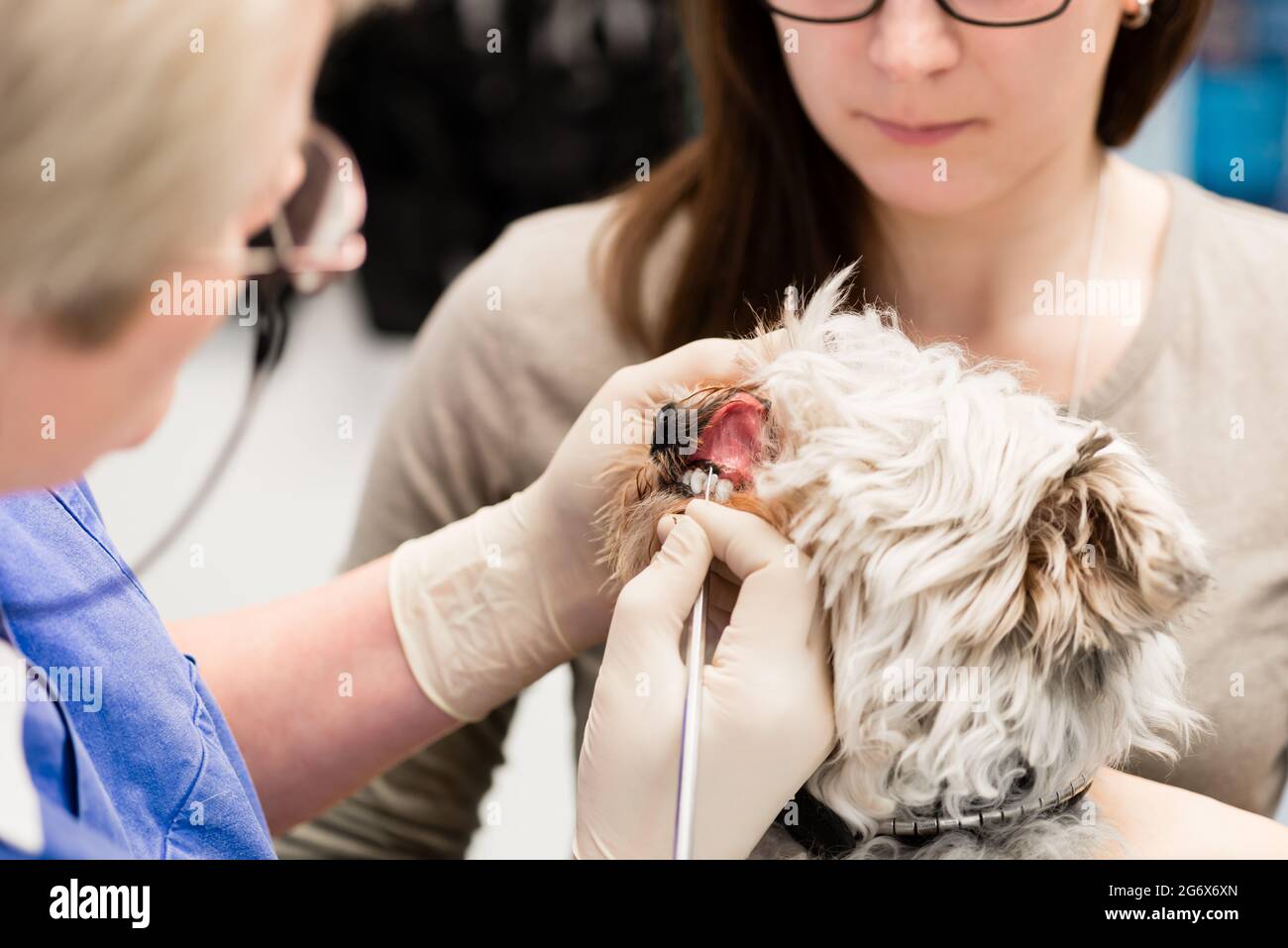 Caries animal hi-res stock photography and images - Alamy