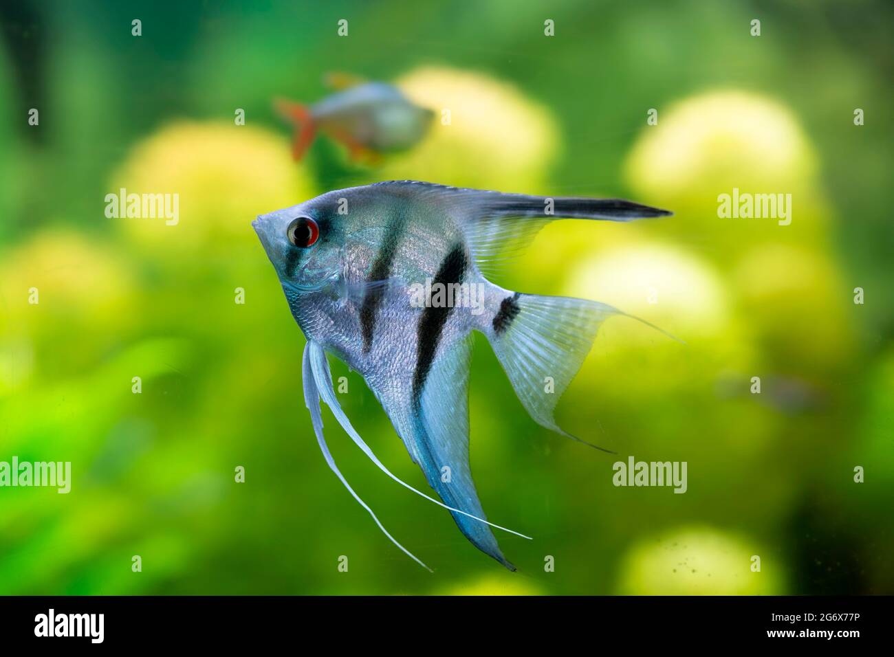Neotropical freshwater fish hi-res stock photography and images - Alamy