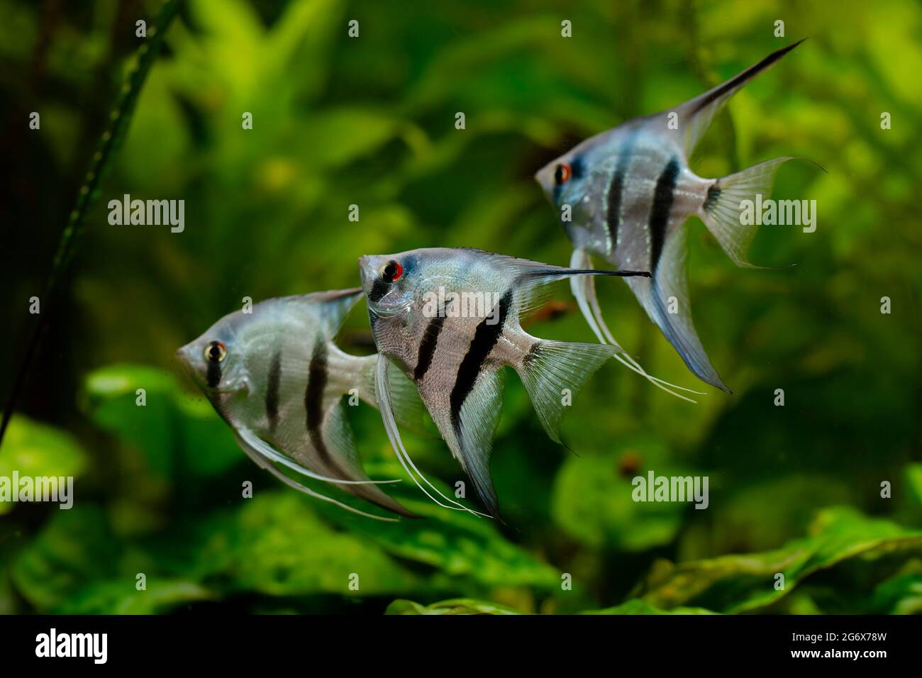 Ornamental fish Scalaria or angelfish Pterophyllum scalare in close-up ...