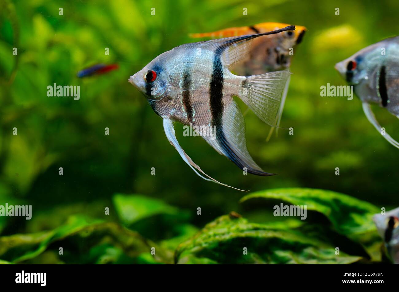 Ornamental fish Scalaria or angelfish Pterophyllum scalare in close-up ...