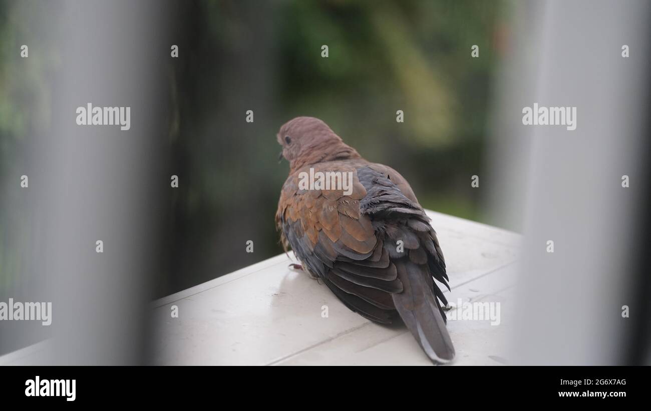 Bird in Lagos, Nigeria Stock Photo - Alamy